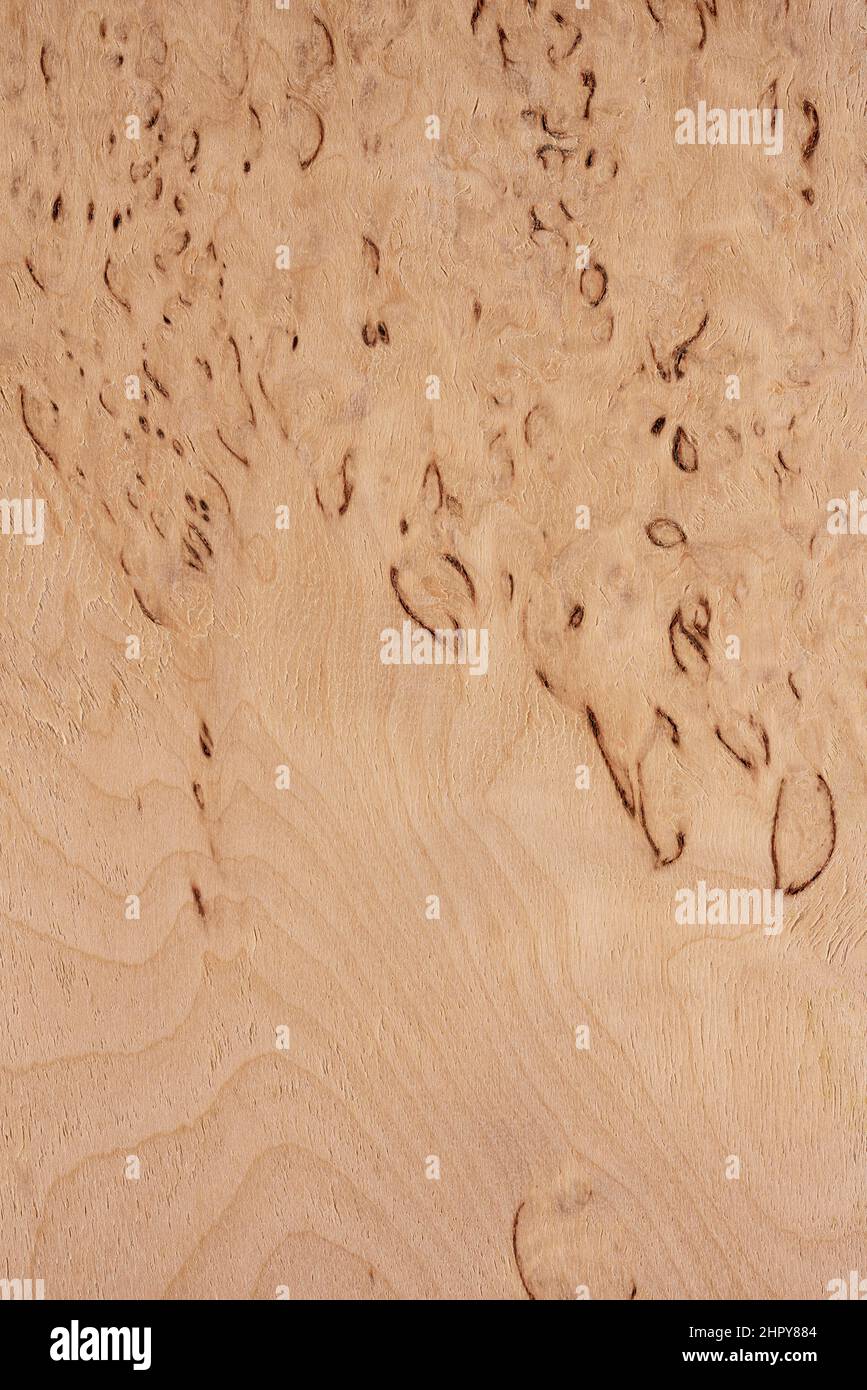 Longitudinal section of European curly birch (Betula pubescens ...
