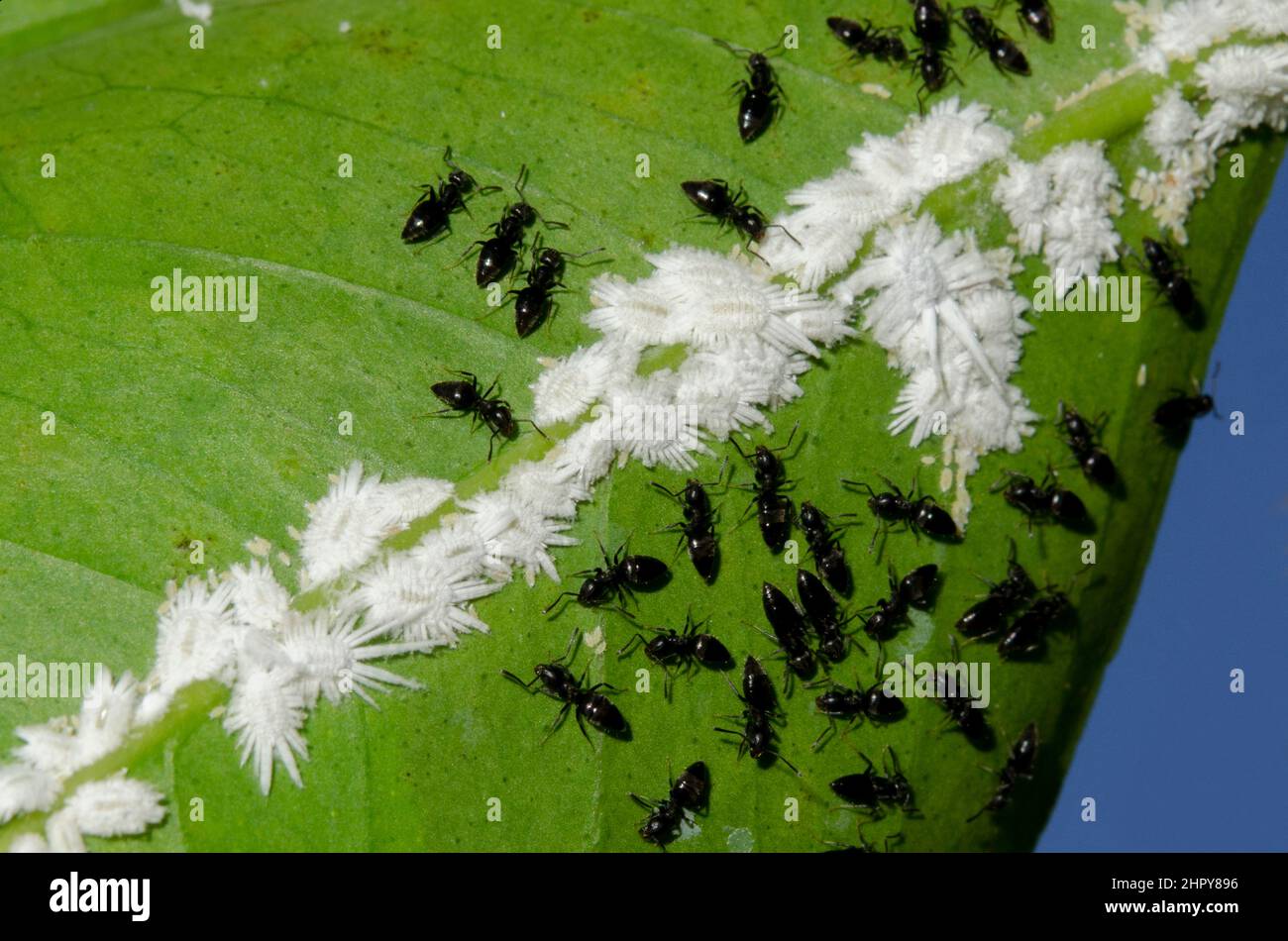 Dolichoderus thoracicus hi-res stock photography and images - Alamy