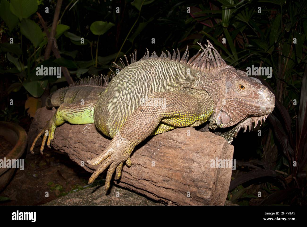 Green Iguana (Iguana iguana) on branch, in captivity, non-native ...