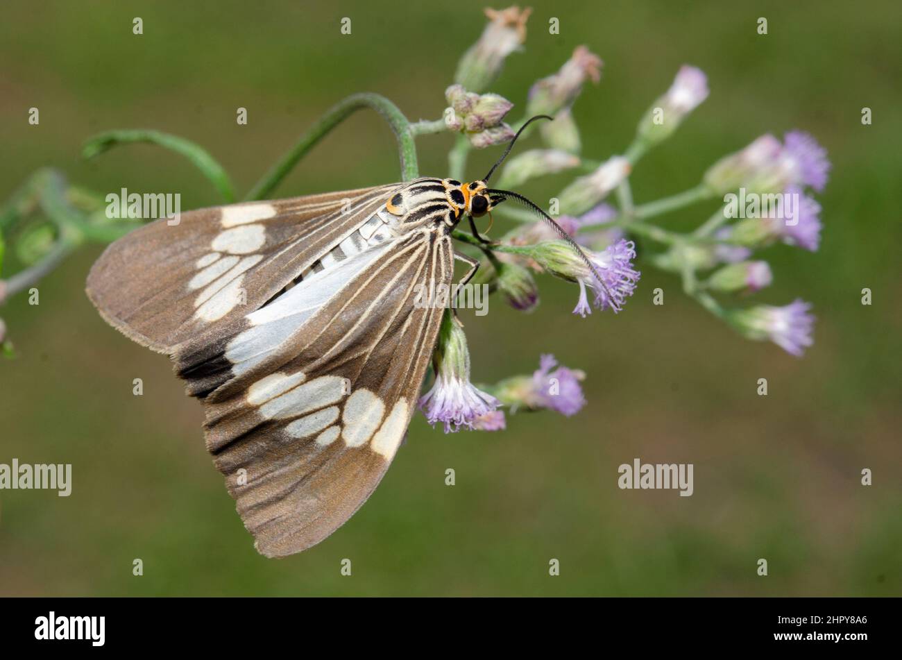 Arctiid Moth (Nyctemera baulus) on Goatweed flower (Ageratum conyzoides ...