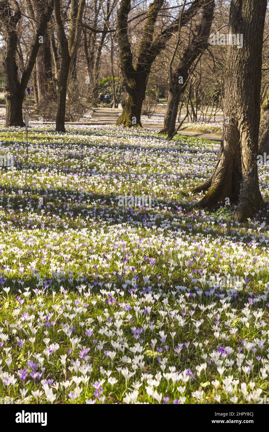Environment flowers hi-res stock photography and images - Alamy