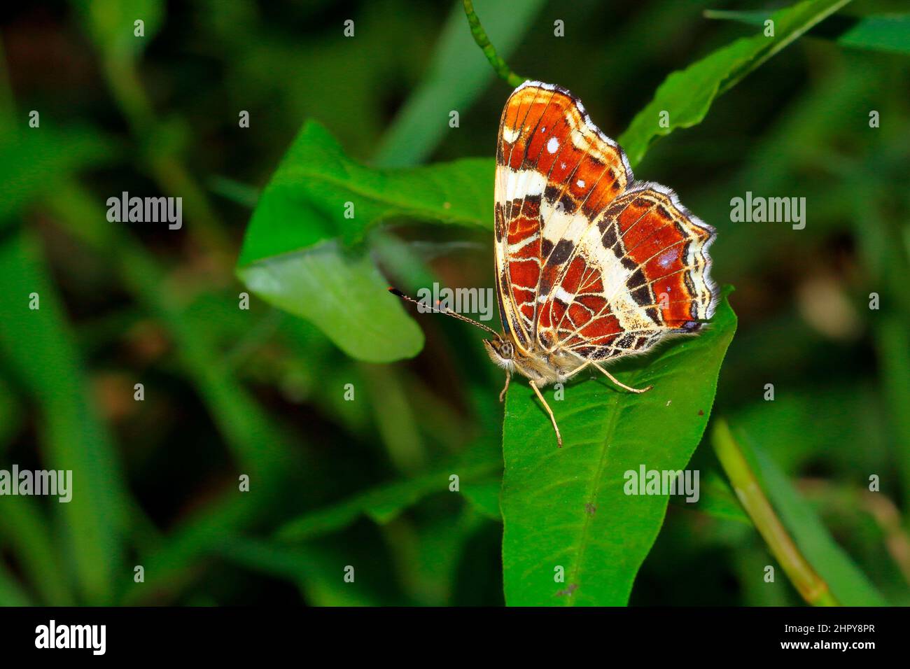 Poplar Admiral (Limenitis populi) on a leaf, Venec National Reserve ...