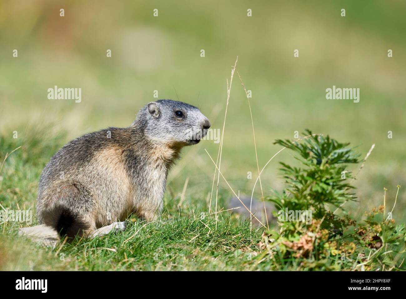 Alpine Marmot (Marmota marmota) eating in a meadow, Pyrenees, France ...