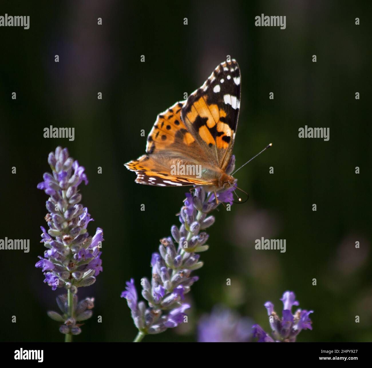 Painted lady butterfly Stock Photo - Alamy