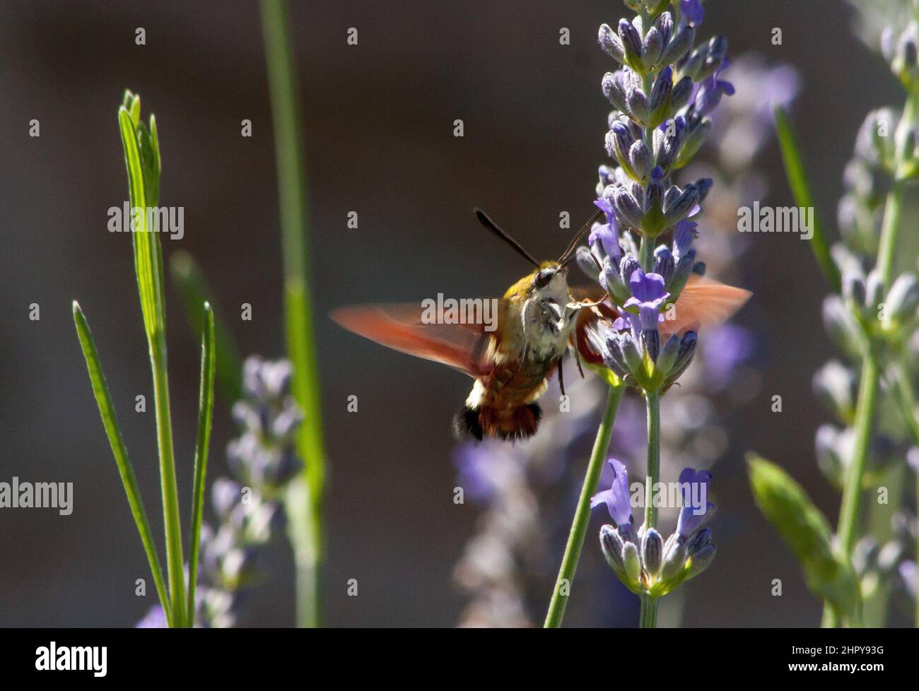 Flying hummingbird hawk moth Stock Photo - Alamy
