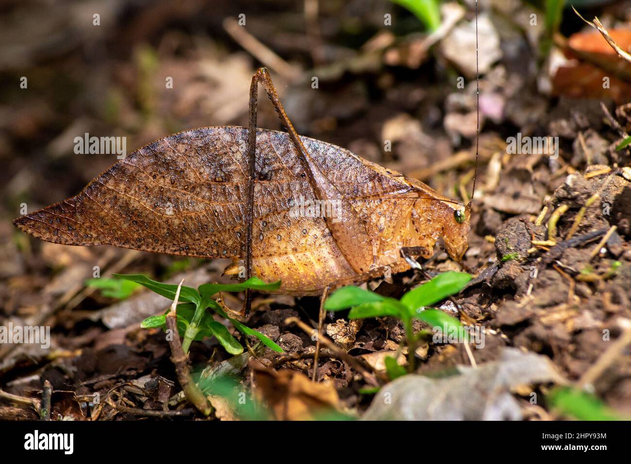 Brown leaf insect on a leaf. Leaf Grasshopper, Orophus tessellatus ...