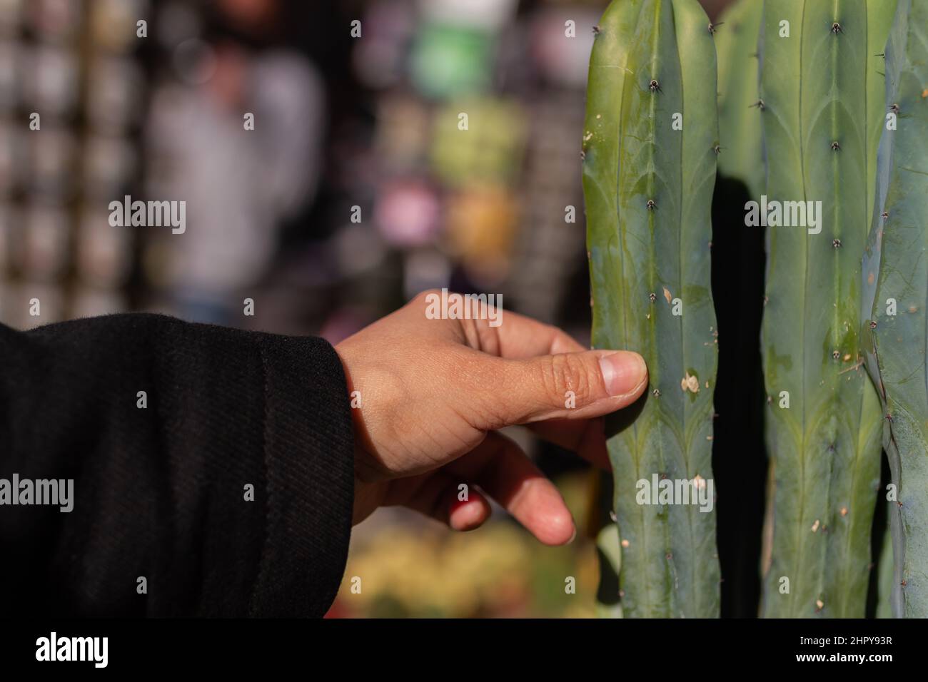 Finger touching cactus hi-res stock photography and images - Alamy