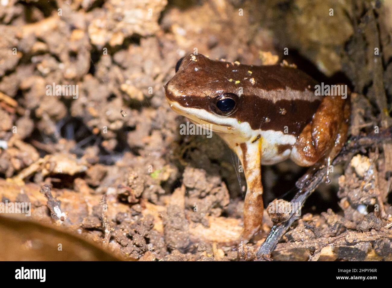 Dart frog, poisonous frog. Rainforest rocket frog, Silverstoneia ...
