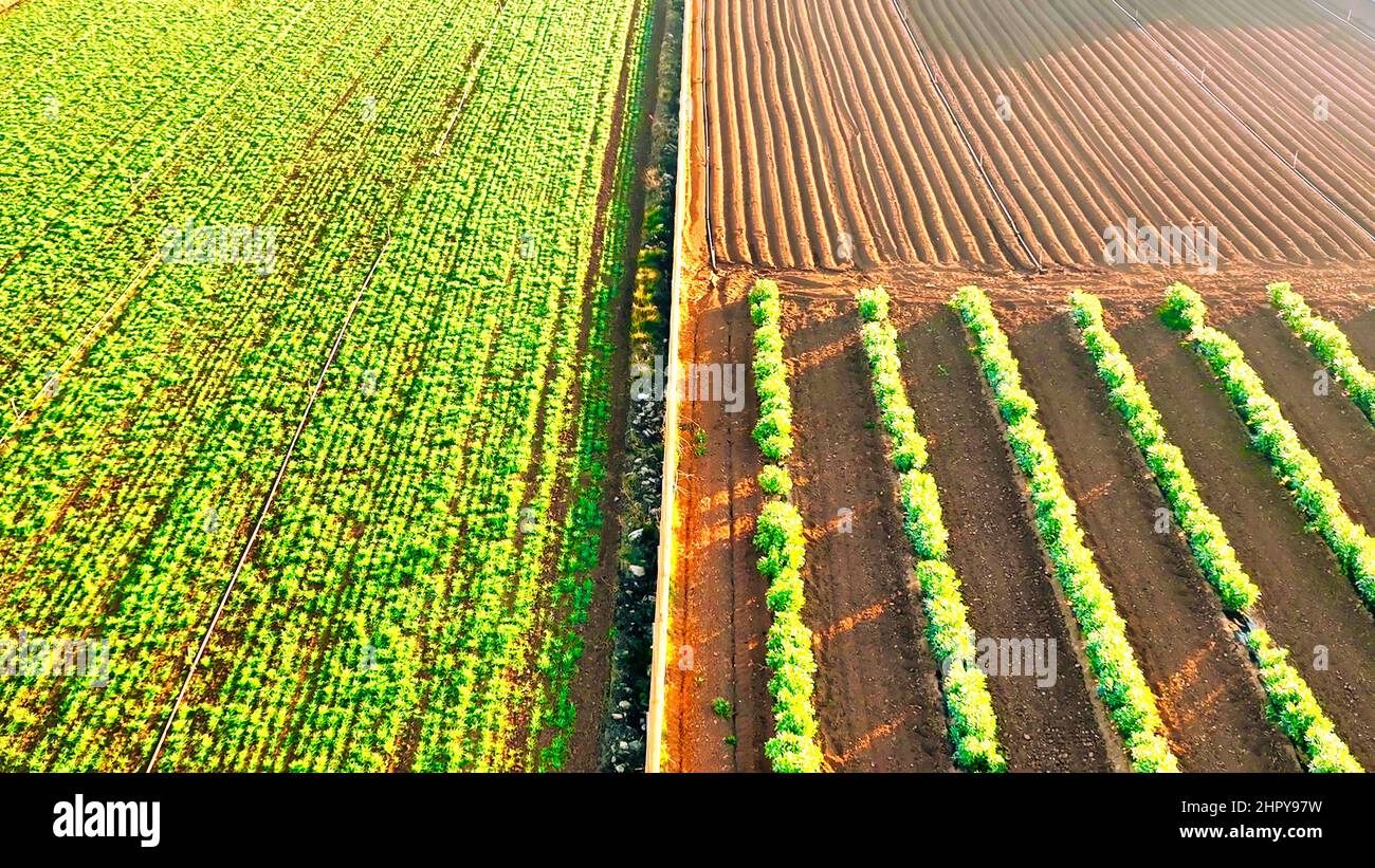 Plowed agricultural fields with rows of plants in farm Stock Photo - Alamy