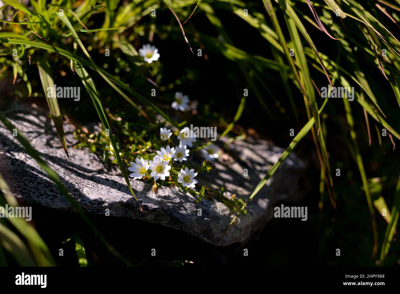 Anthemis carpatica hi-res stock photography and images - Alamy