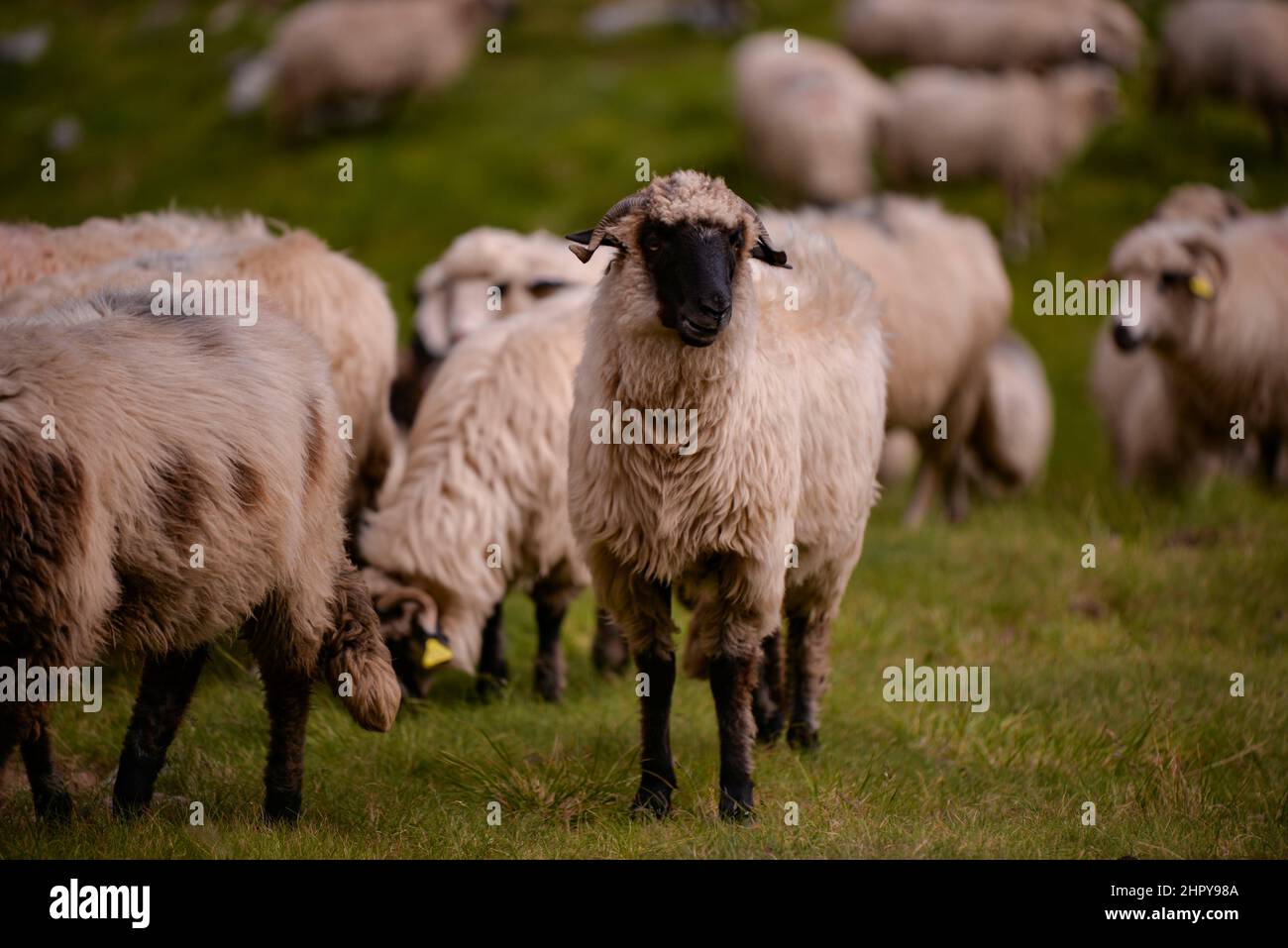 Large flock of sheep walking on the rocky mountain at high altitude ...