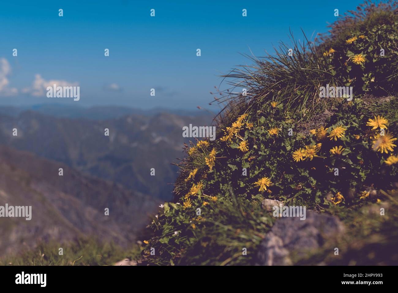 High altitudes plant hi-res stock photography and images - Alamy