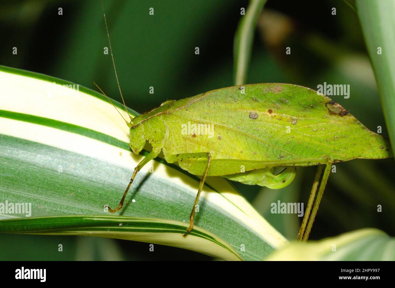 Grasshopper on a dead leaf hi-res stock photography and images - Alamy
