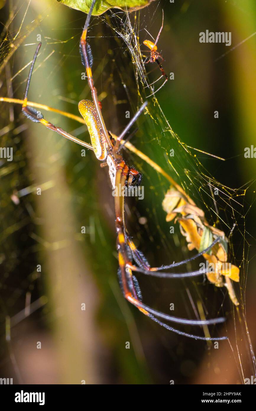 Golden Silk Spider Trichonephila Clavipes Gold Web Spider Male And