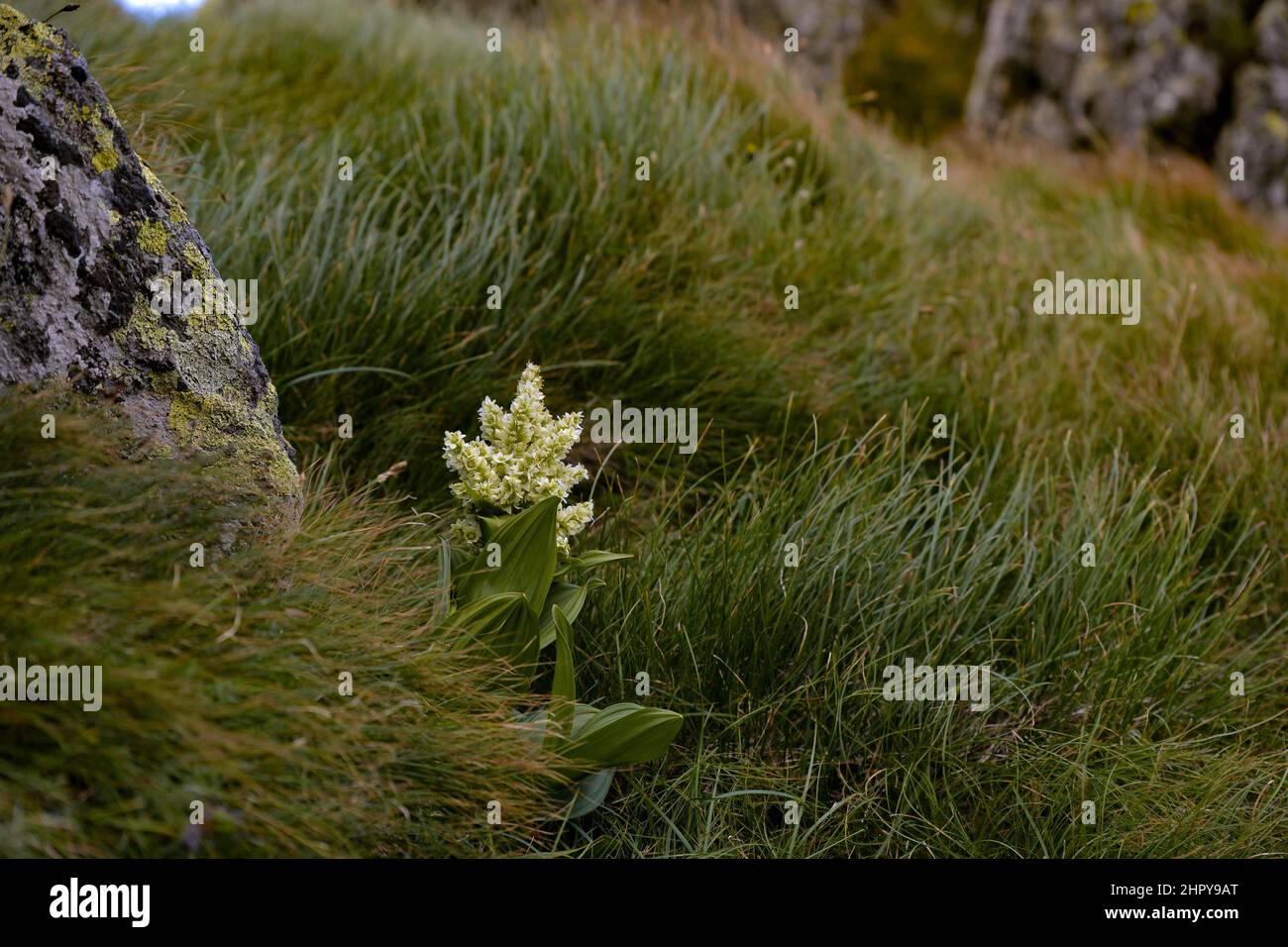Veratrum album a poisonous plant that grows in the mountains at high ...