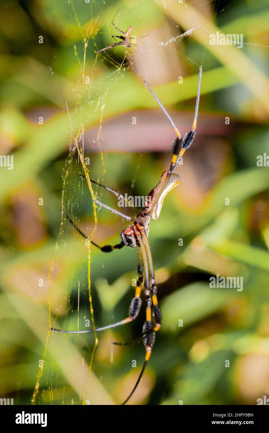Golden silk spider, Trichonephila clavipes. Gold web spider male and ...