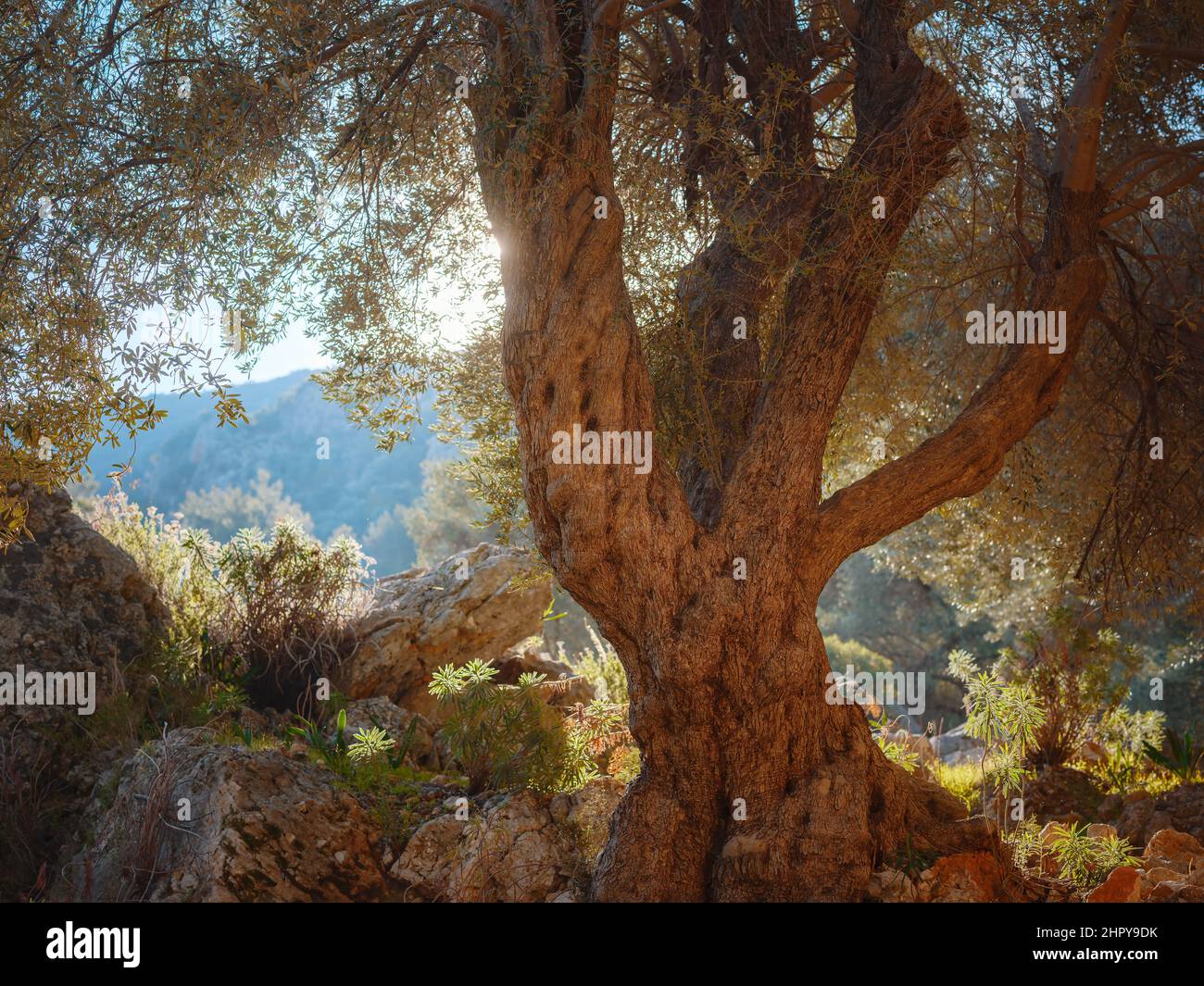 walk in olive grove, Harvest ready to produce extra virgin olive oil ...