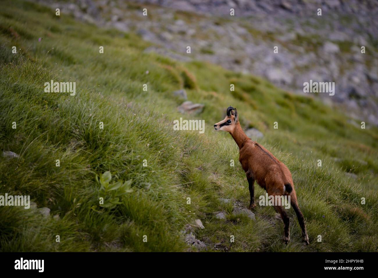 Baby deer standing in a green field and looking around Stock Photo - Alamy