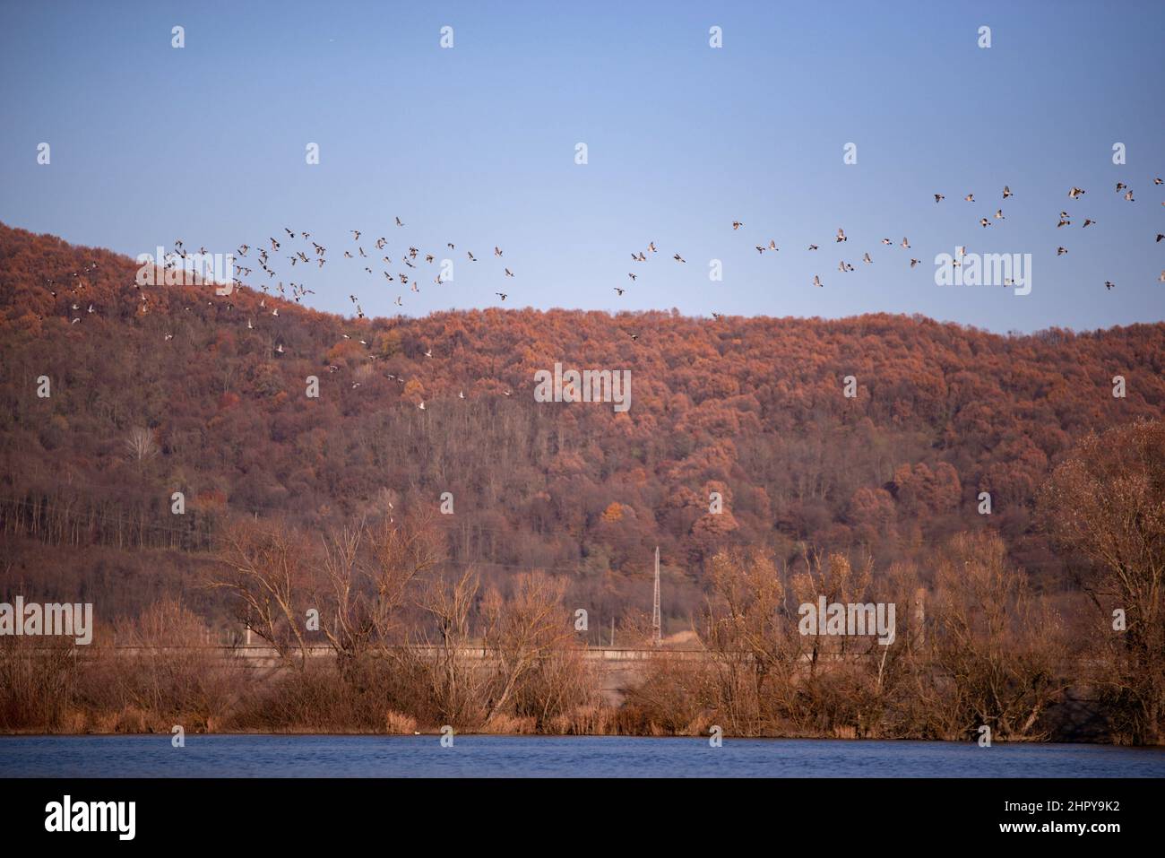 Landscape view of a beautiful lake near the forest in autumn. The birds ...