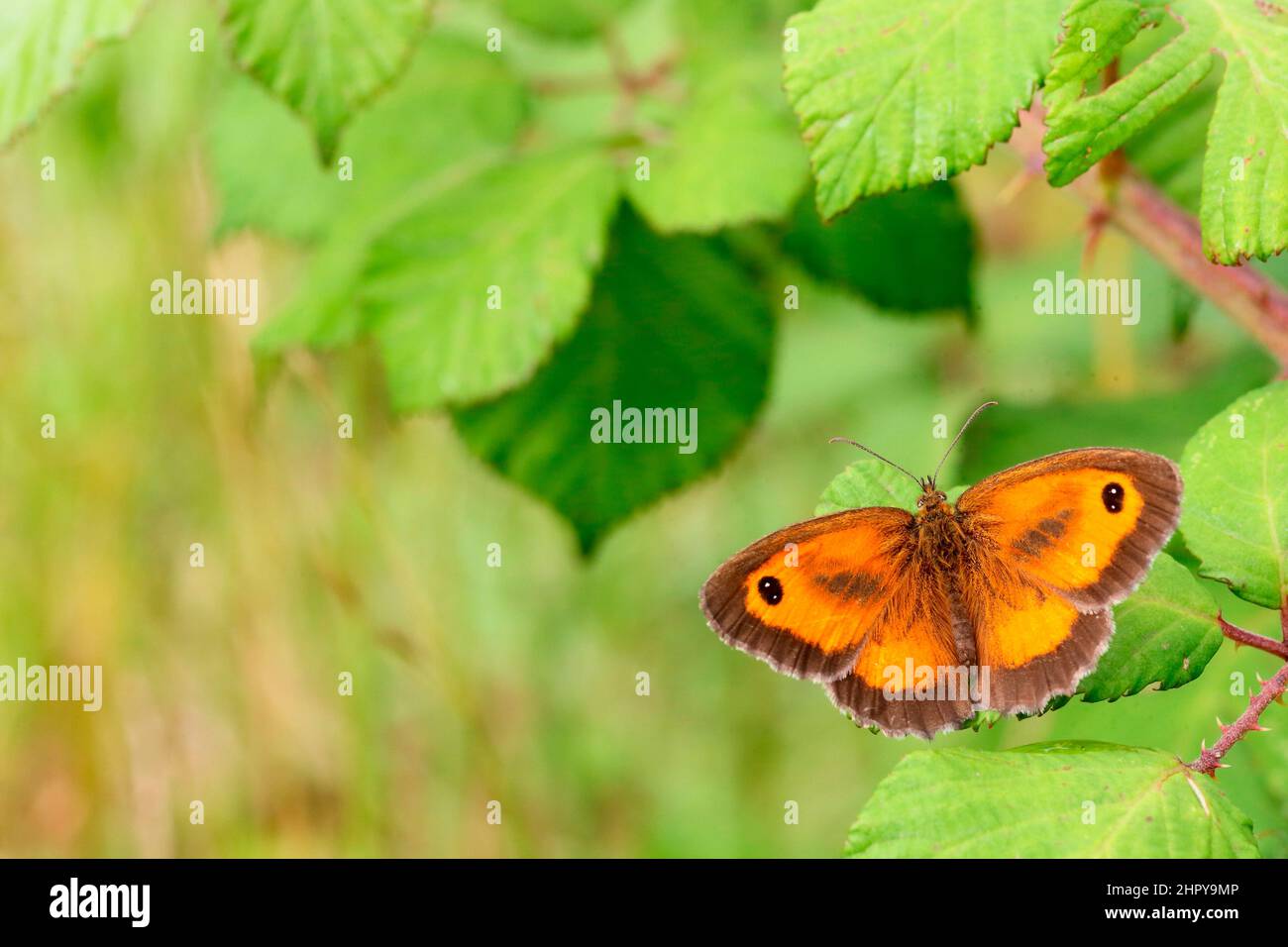 Pyronia thitonis hi-res stock photography and images - Alamy