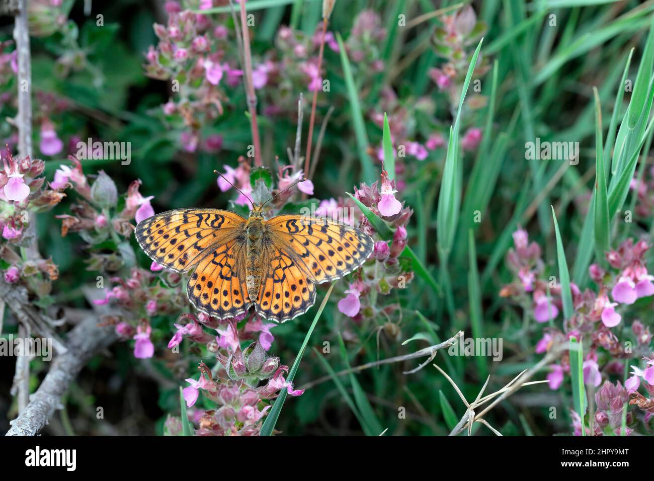 Twin Spot Fritillary (Brenthis hecate) on a flower, plaines des maures ...