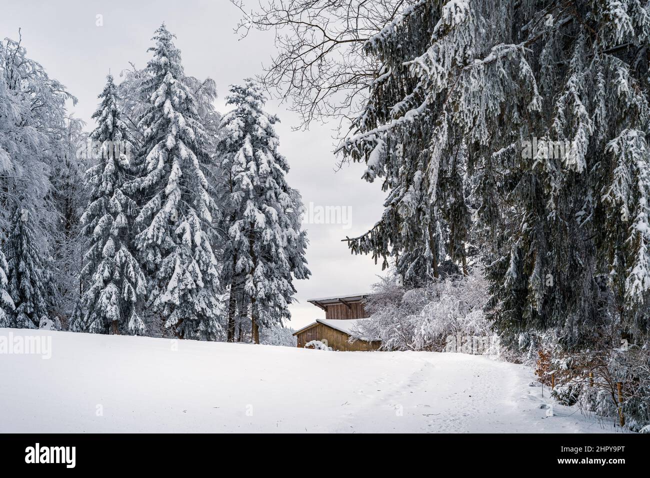 Beautiful winter landscape of a Bavarian forest covered in snow Stock ...