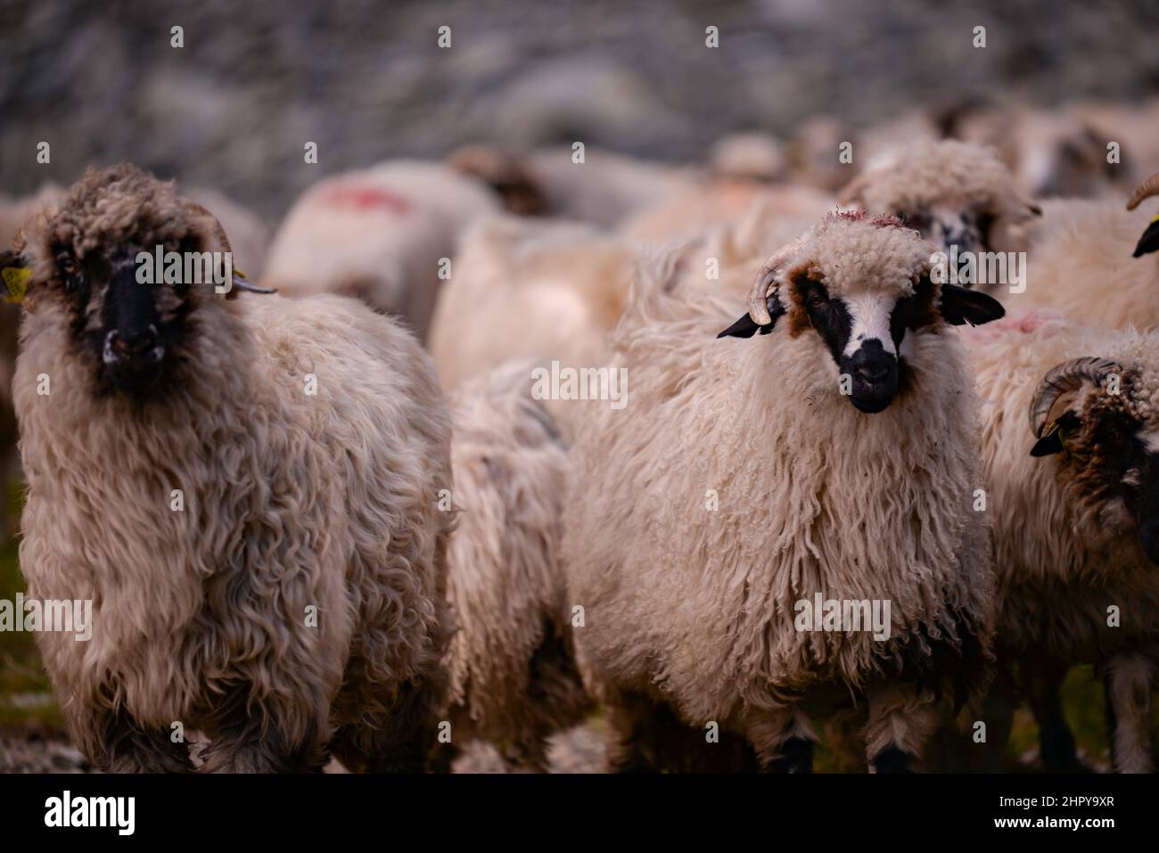 Large flock of sheep standing in the field Stock Photo - Alamy