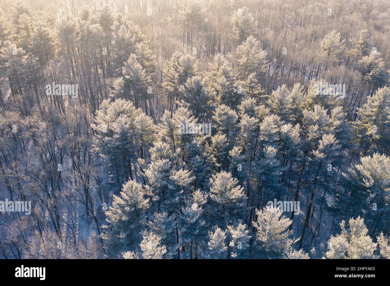 Bird's eye view of winter forest on a cold sunny morning Stock Photo ...