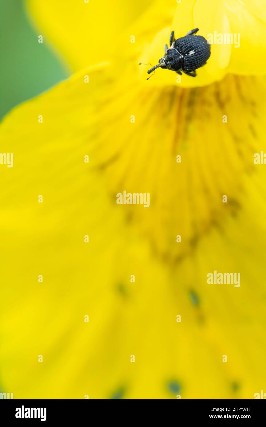 Iris Seed Weevil (Mononychus pseudacori) on flower of Paleyellow iris ...