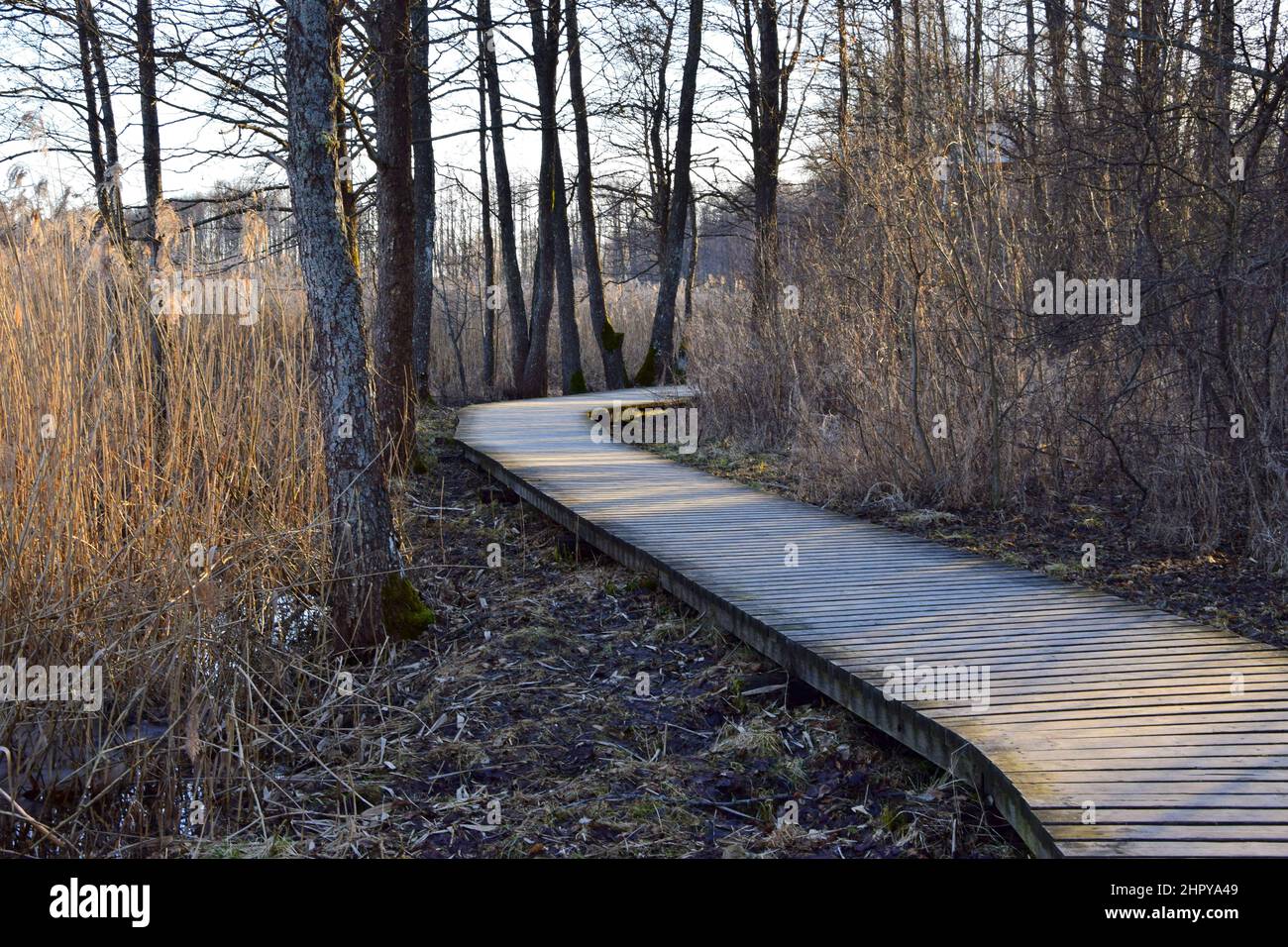 Pedestrian pathway in a forest with trees and grass next to it Stock ...