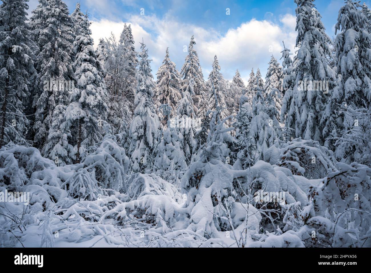 Landscape with snow-covered trees on a cold winter day. The concept of ...