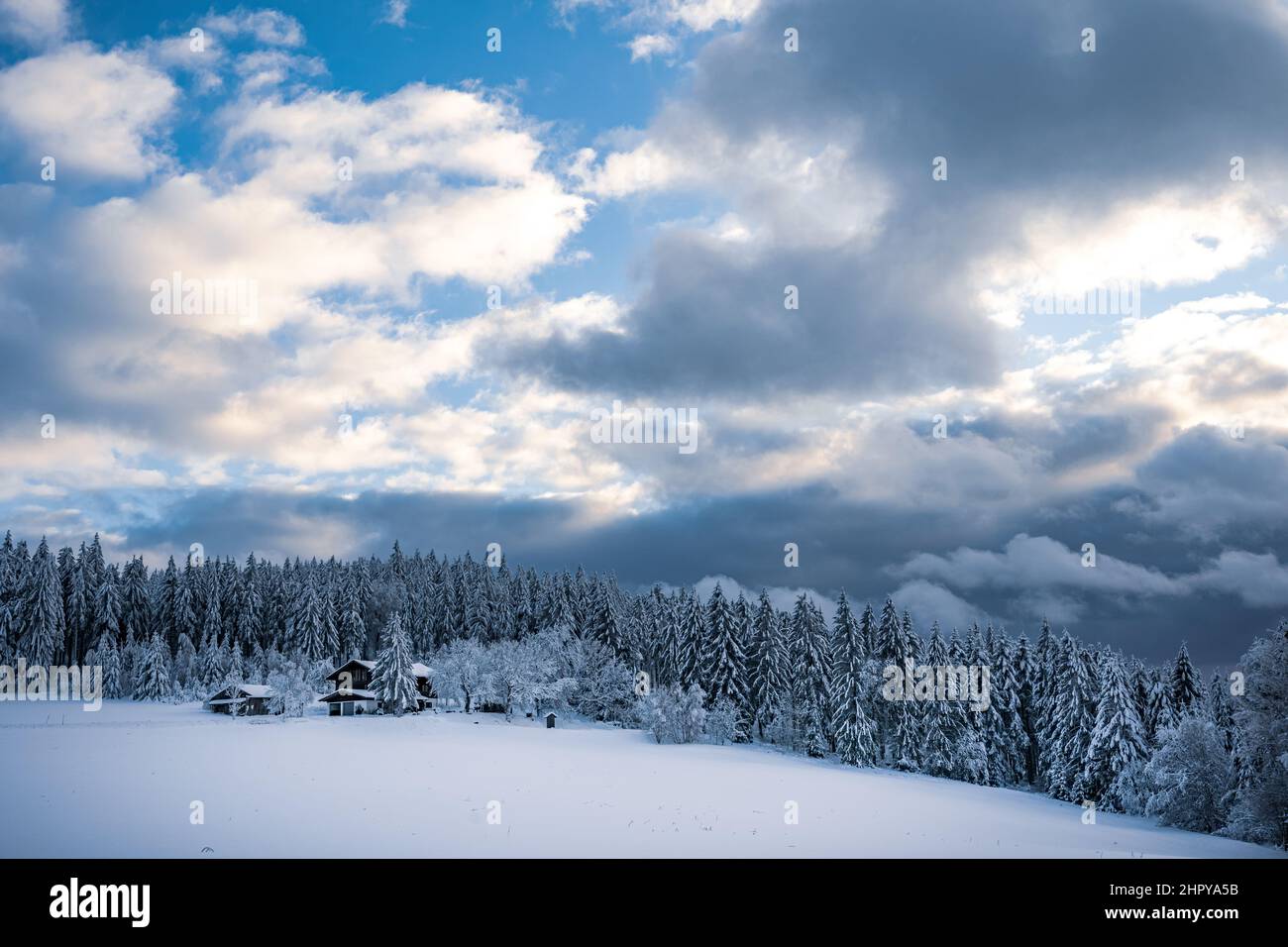 Fairytale winter landscape with snow-covered trees in fog. The concept ...