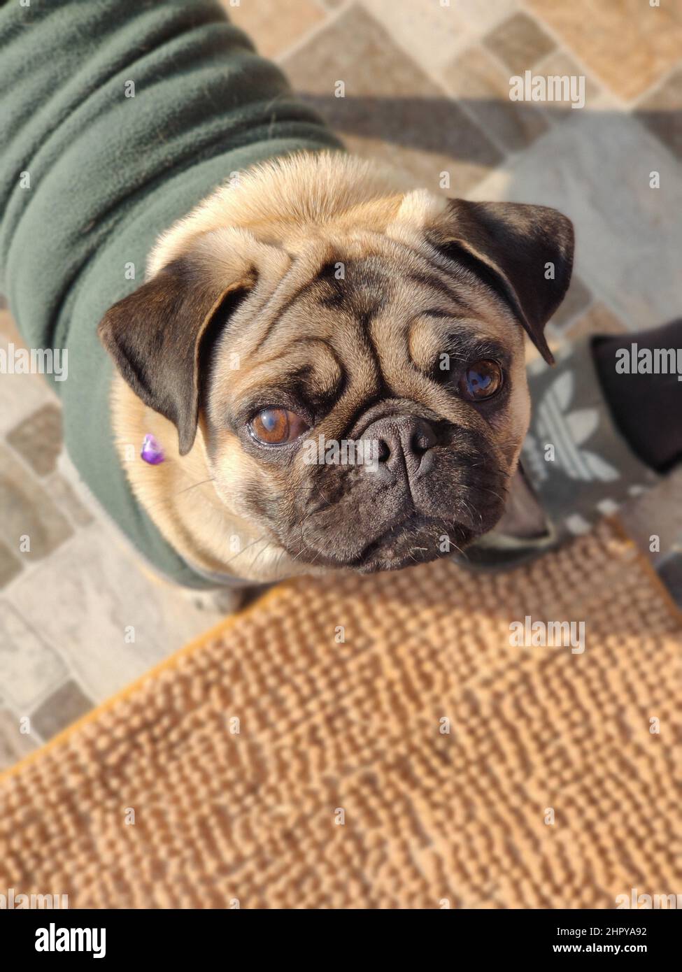 Vertical close-up shot of a cute pug, wearing a green dog coat, with ...