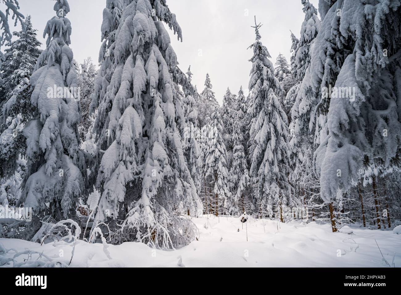 Beautiful winter landscape of a Bavarian forest covered in snow Stock ...