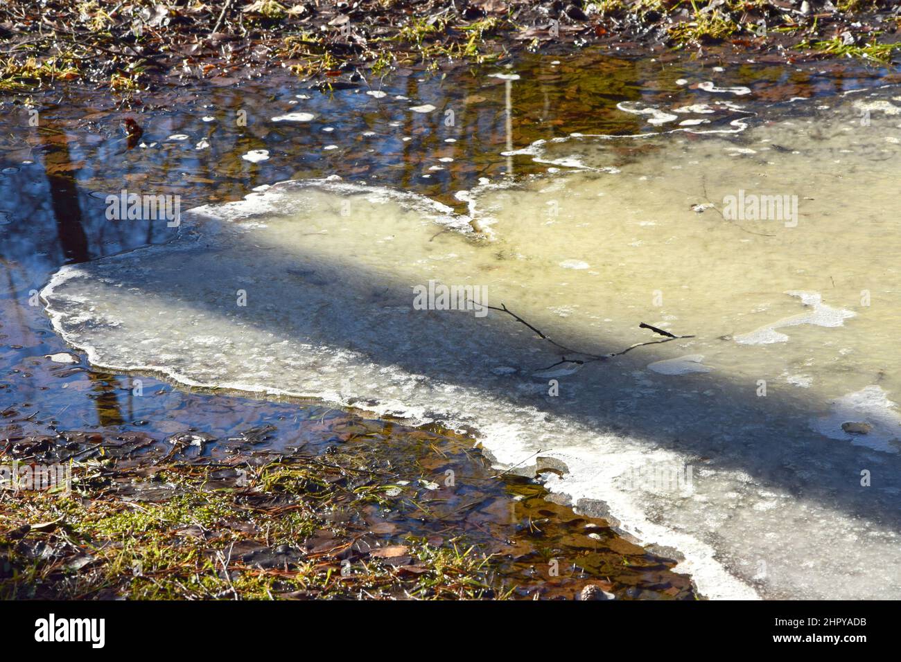 Spring puddle with reflections and shadows of trees during the daytime ...