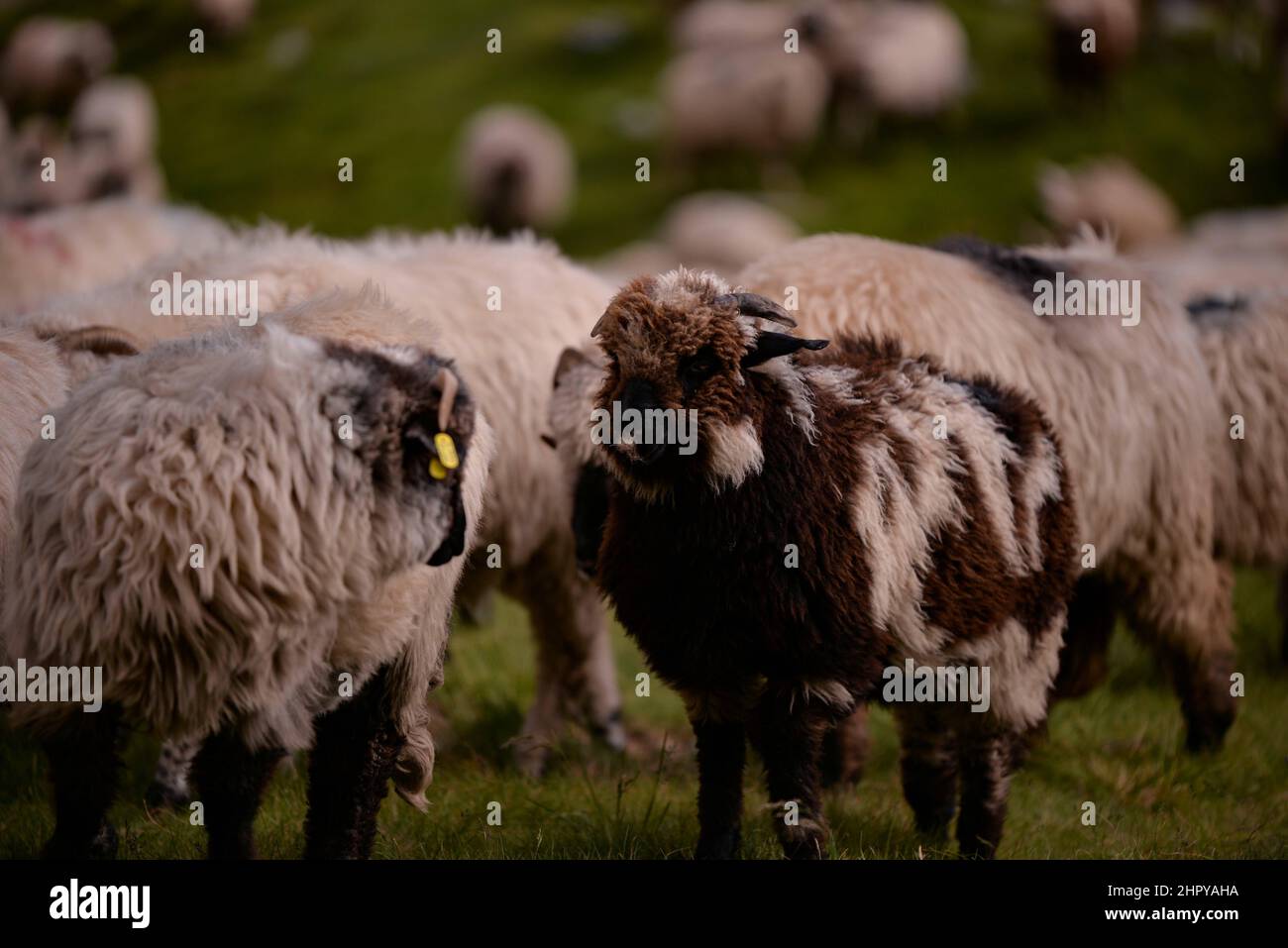 Large flock of sheep walking on the rocky mountain at high altitude ...