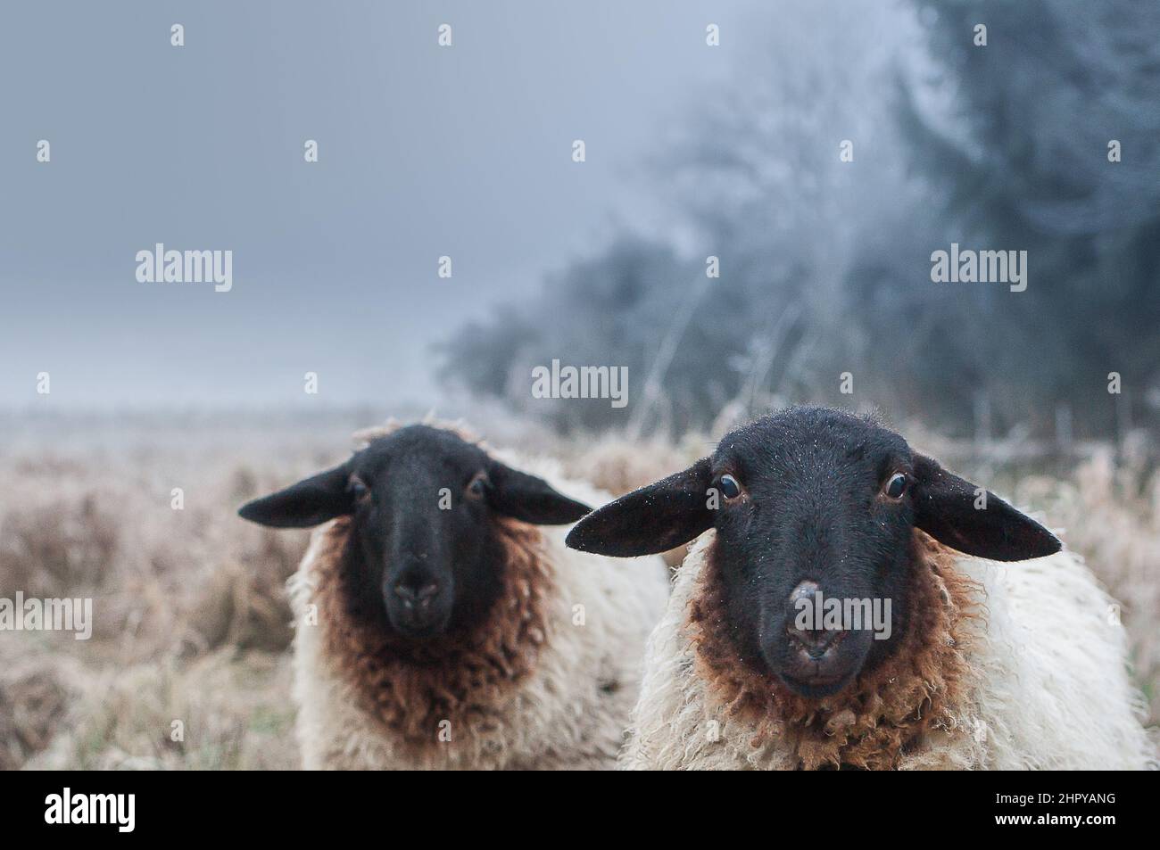 Two black sheeps hi-res stock photography and images - Alamy