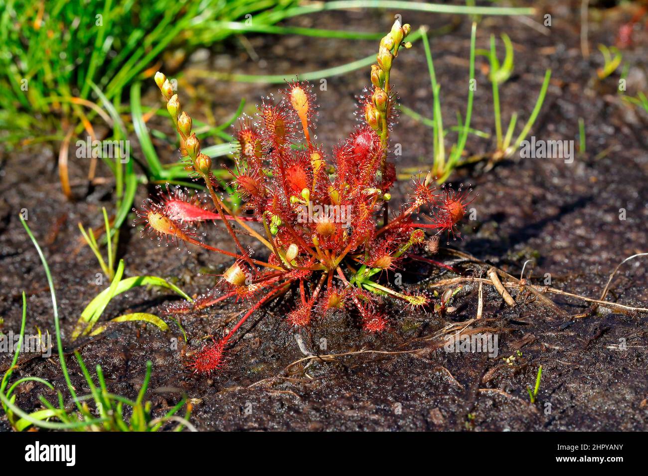 Long-leaved Sundew (Drosera intermedia), Mont d'Arree, Parc Regional of ...