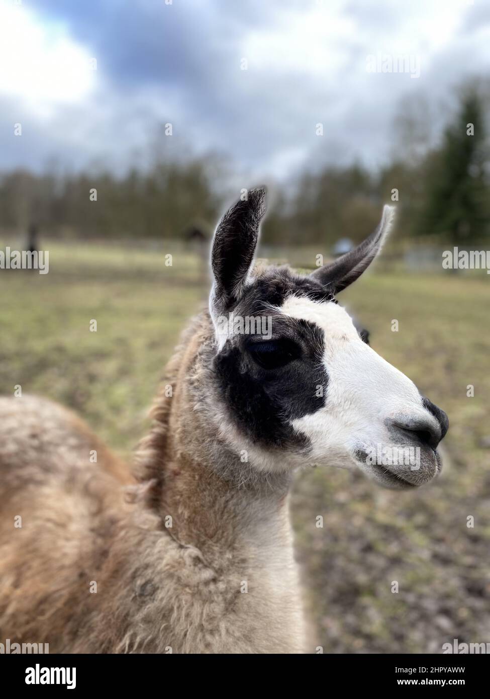 Closeup shot black alpaca hi-res stock photography and images - Alamy