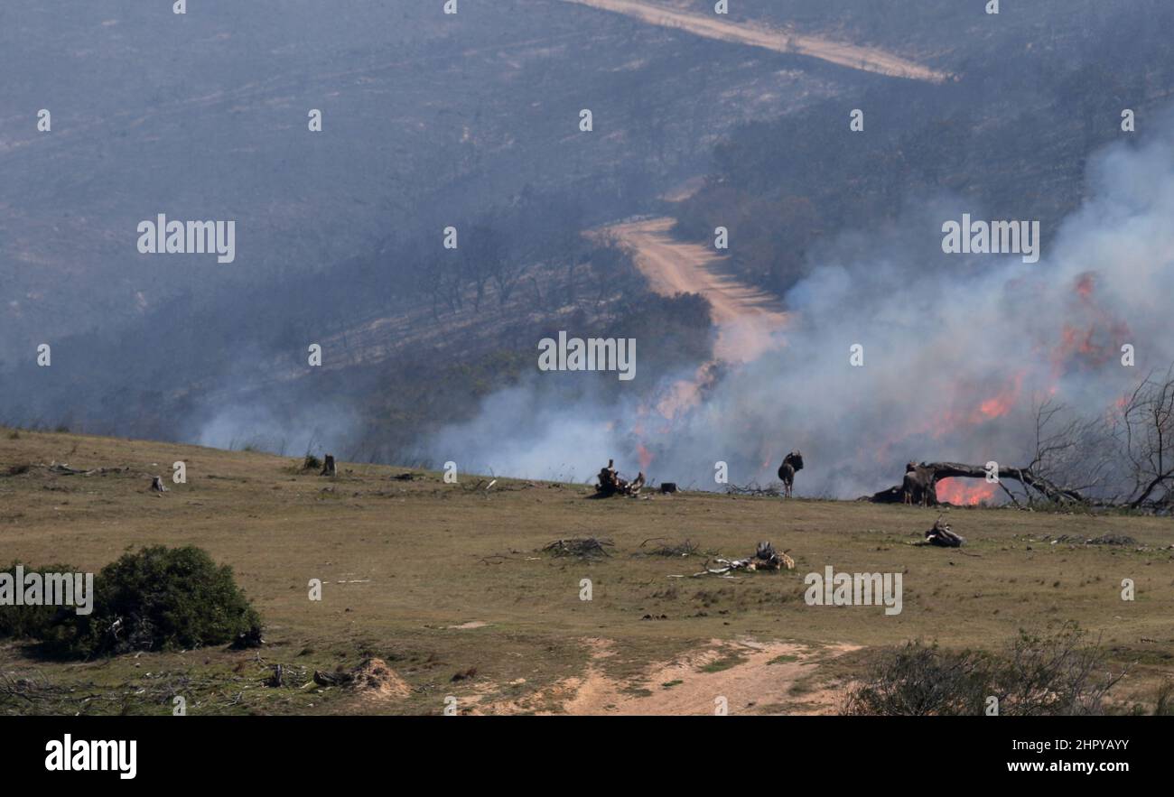 View of a wildebeest looking at a nearby fire spreading in South Africa ...