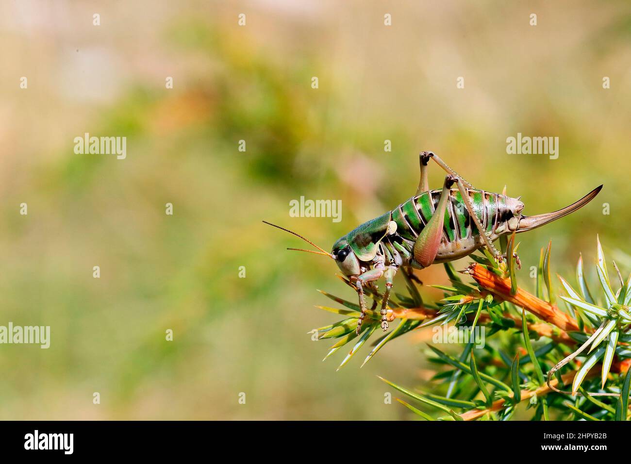 Cupressaceae hi-res stock photography and images - Alamy
