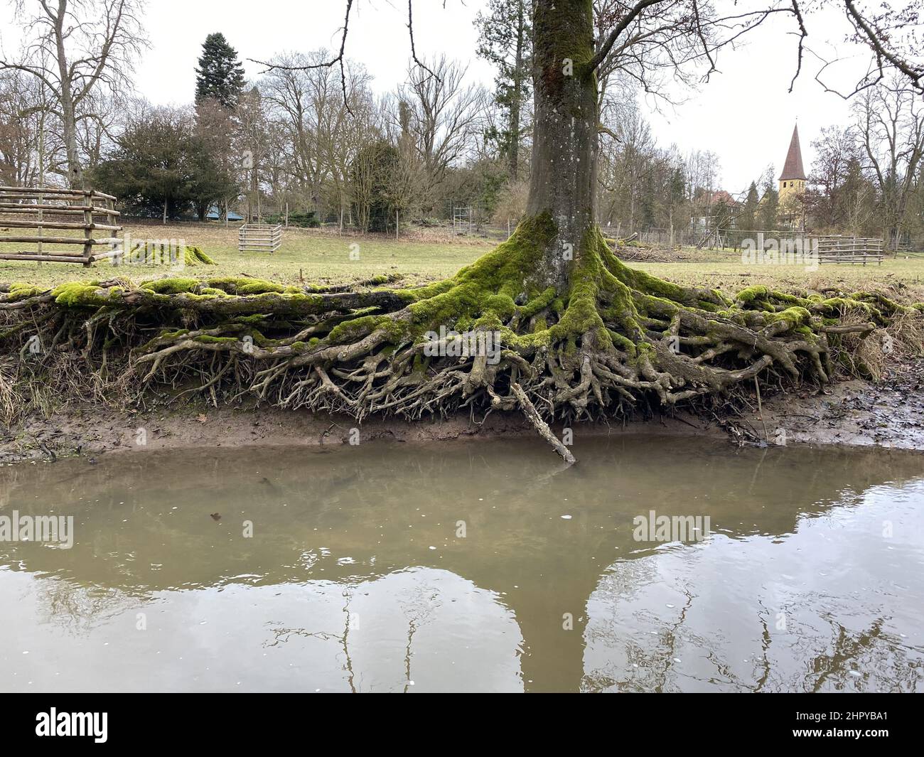 Massive tree roots on the bank of the river in the park Stock Photo - Alamy