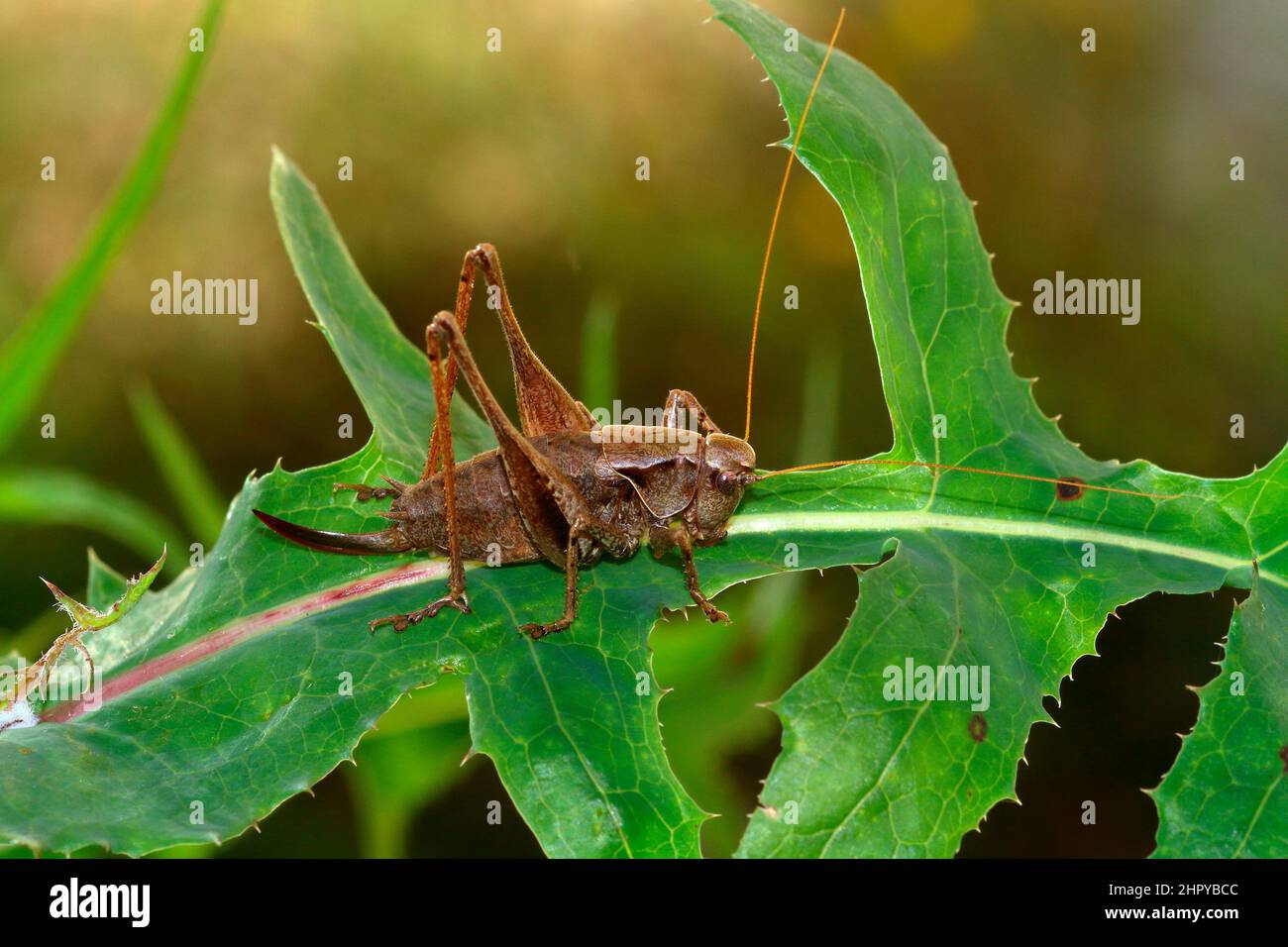 Bog bush cricket (Metrioptera brachyptera) on a leaf, Morbihan ...