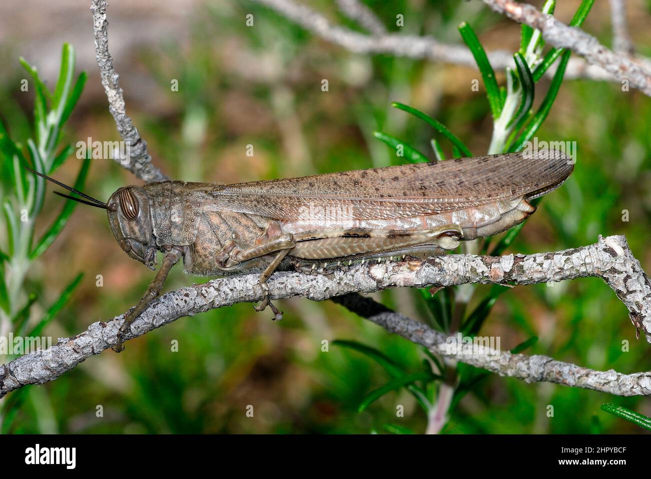 Egyptian locust (Anacridium aegyptium) on a shrub, Port-Cros Island ...