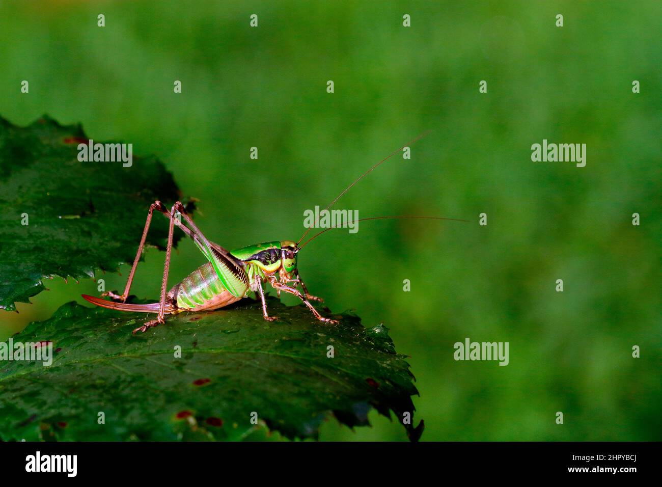 Bush Cricket (Eupholidoptera chabrieri) female on a leaf, Parc Naturel ...