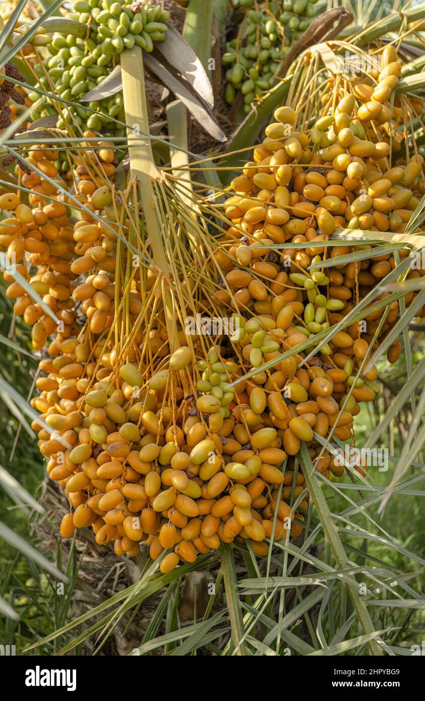 Ripped dates hi-res stock photography and images - Alamy
