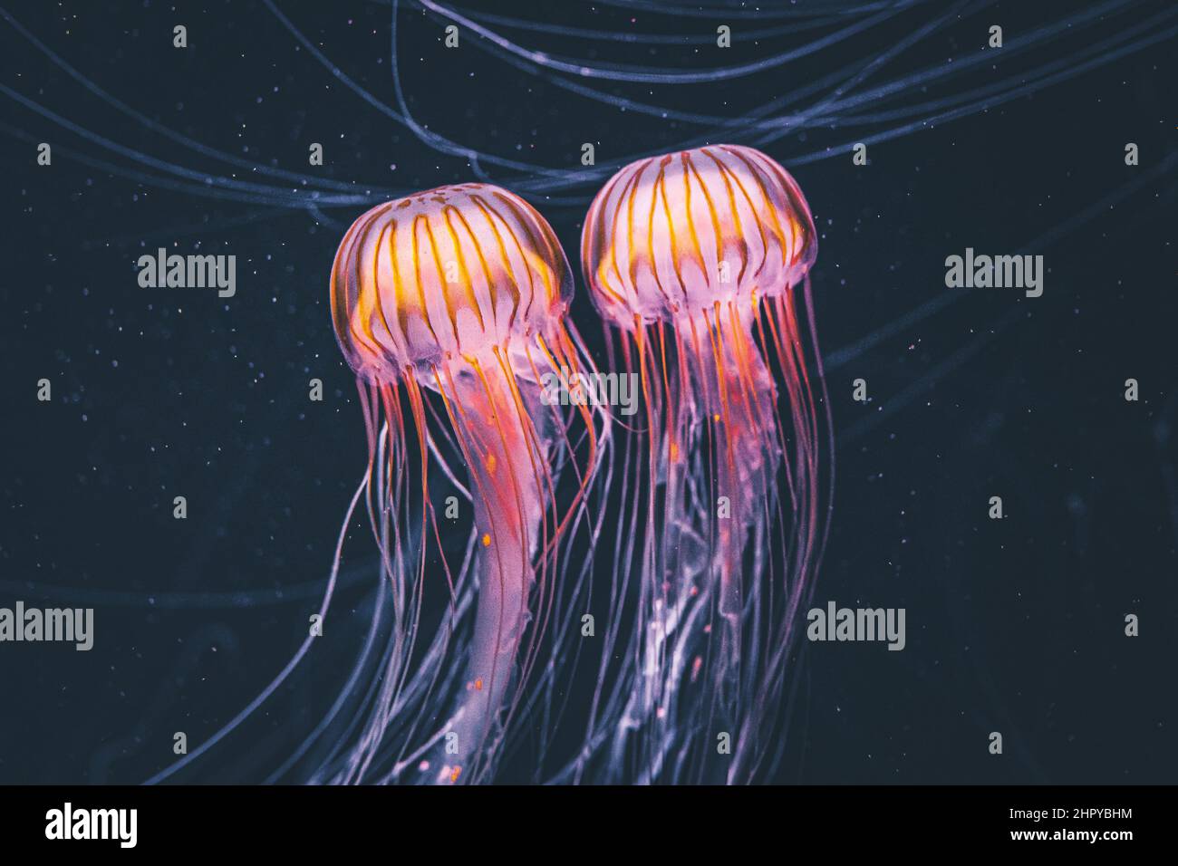 Closeup of two jellyfish floating underwater Stock Photo - Alamy