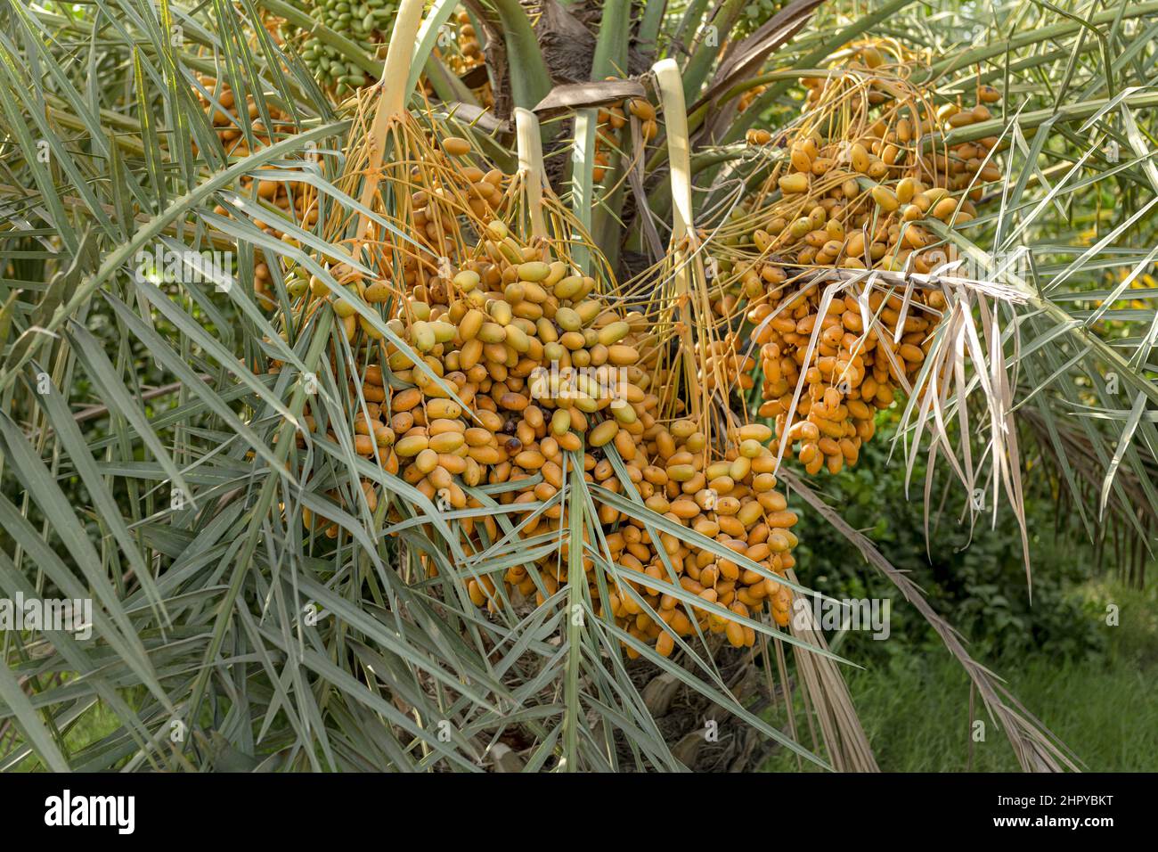 Ripped dates hi-res stock photography and images - Alamy