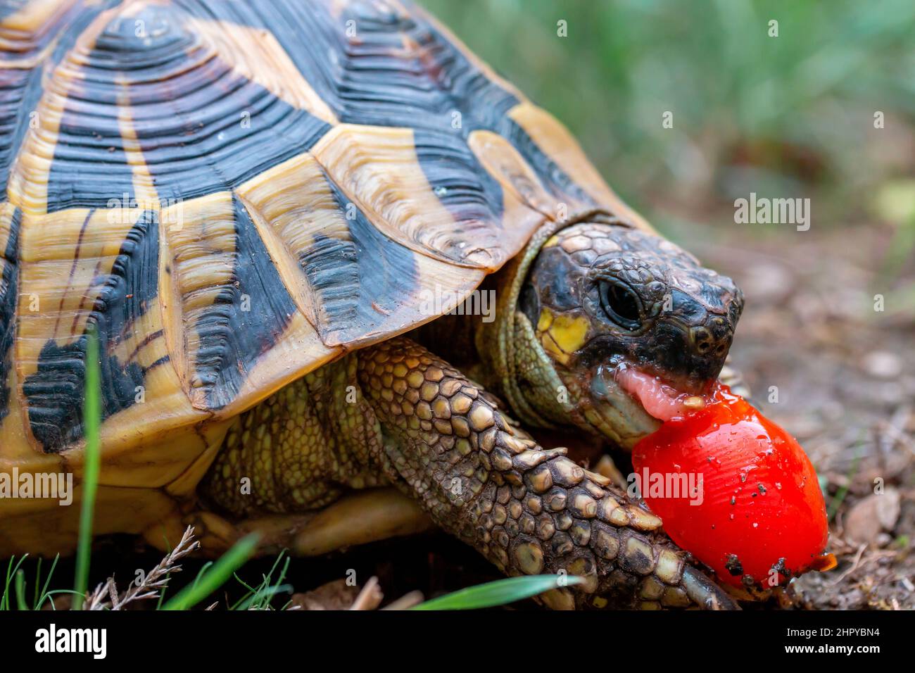Captive adult female Hermann's tortoise (Testudo hermanni) eating a ...