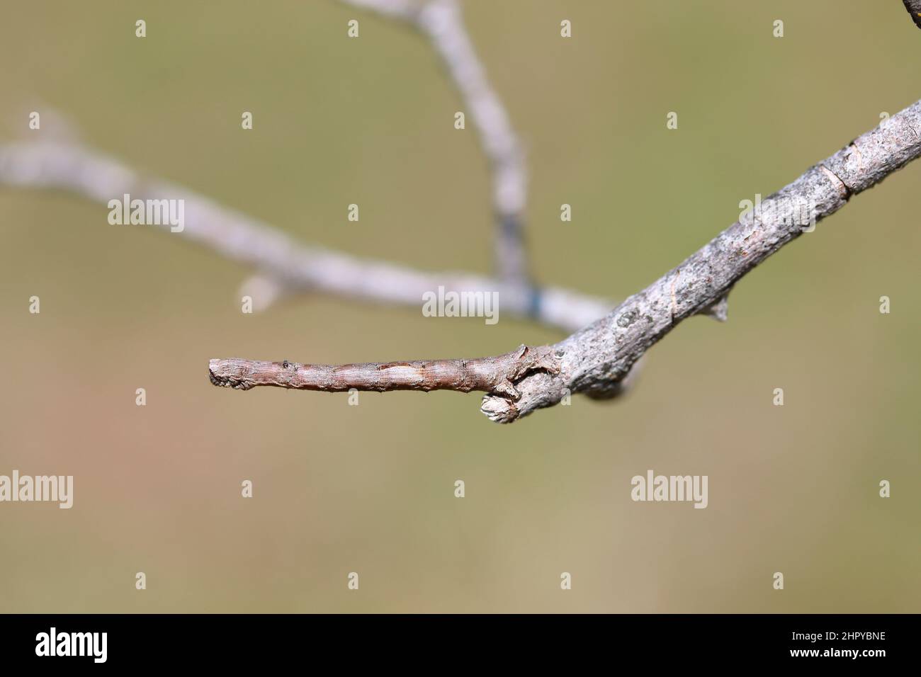 Geometer moth caterpillar (Geometridae sp.) on a twig, Drome, France ...